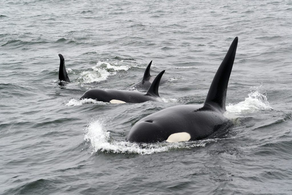 7 creatures that kill for fun and what that reveals about nature