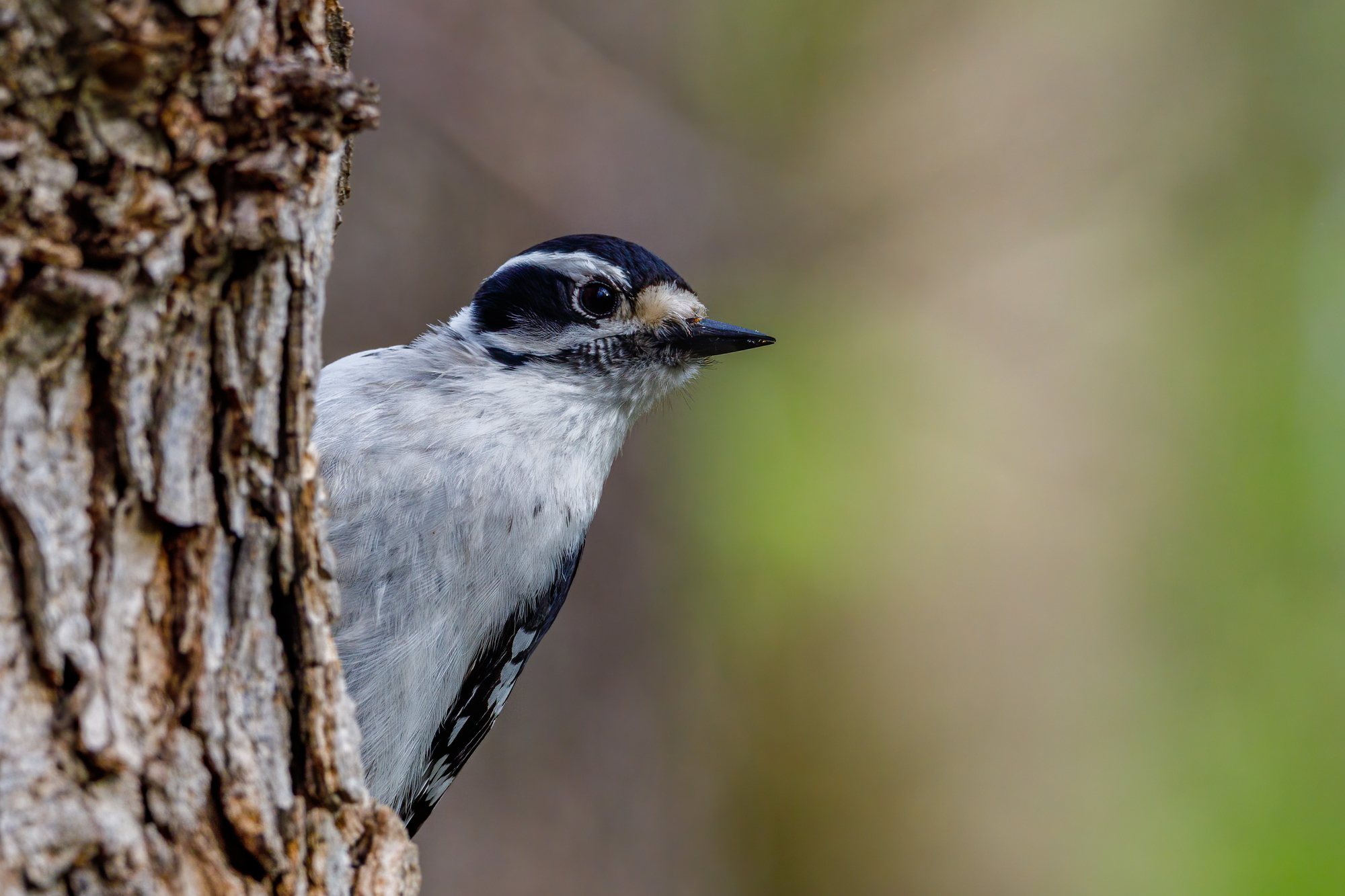 Most common birds found across the United States