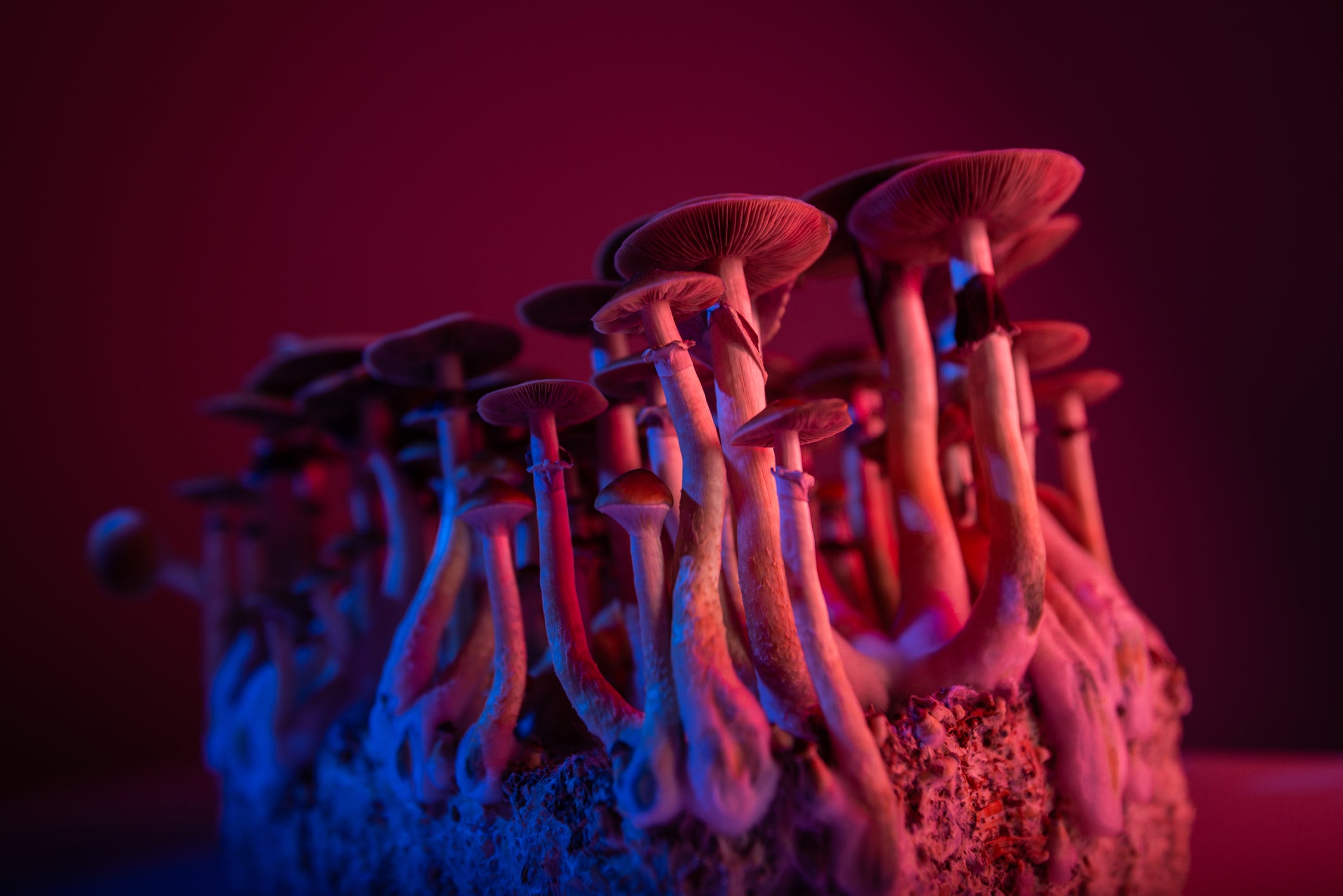 Psychedelic-assisted therapies get a boost, but systems struggle to ...