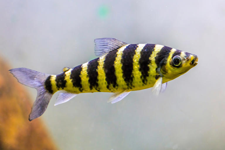Big tropical fish 2026: Here are 12 of the largest breeds of colourful ...