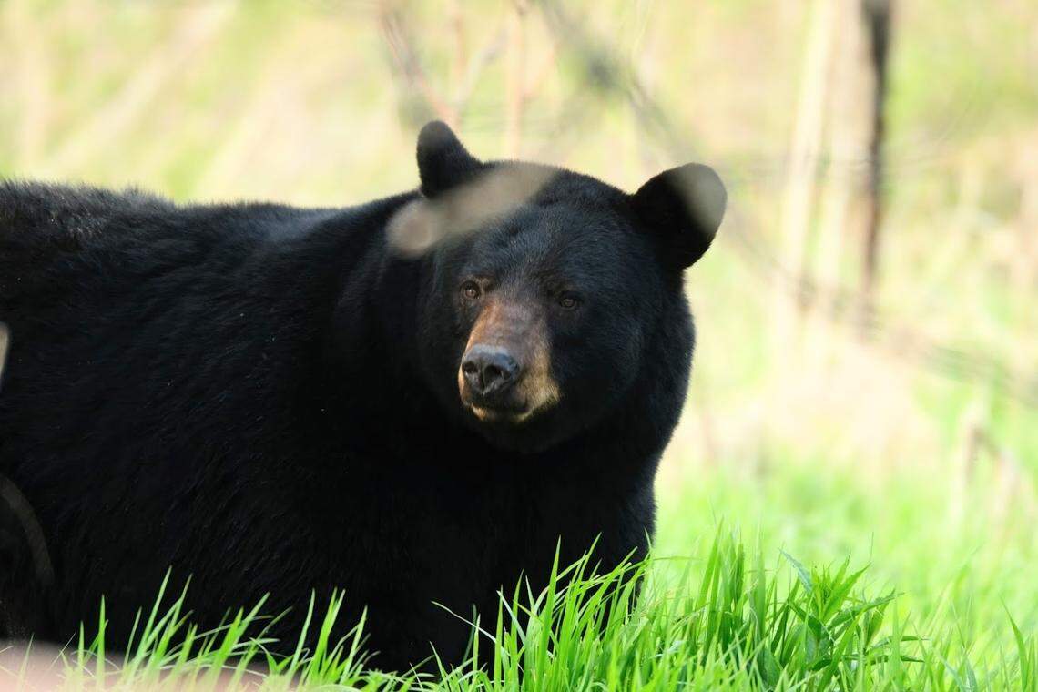 Bears are back in SC yards: How Upstate homeowners can keep dogs and ...