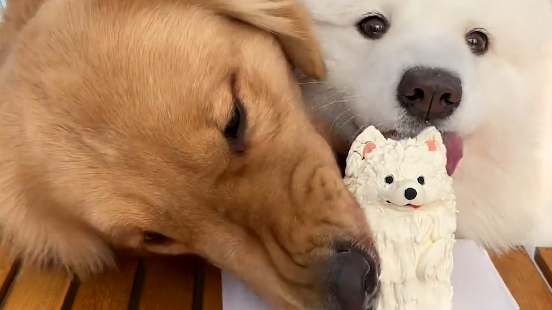 Golden retriever steals fellow pup’s birthday cake - right from under ...