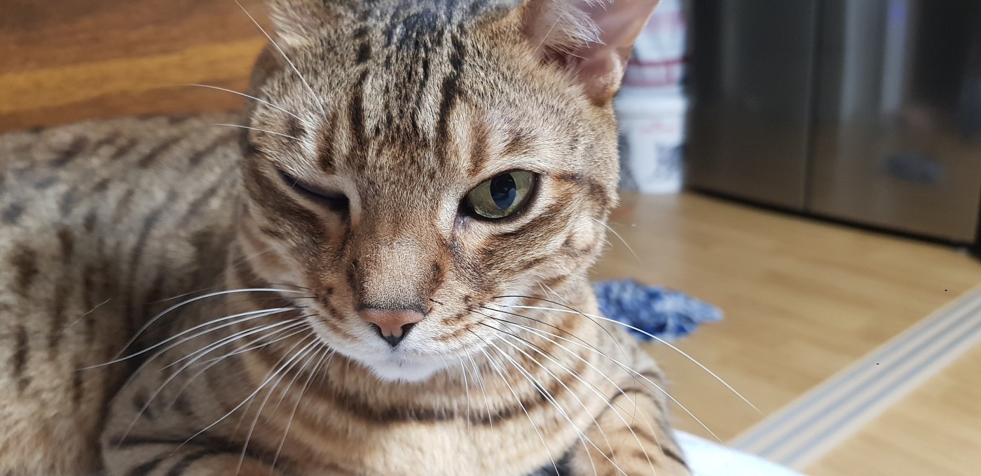 Your cat is keeping one eye closed for a reason — here’s what it really ...