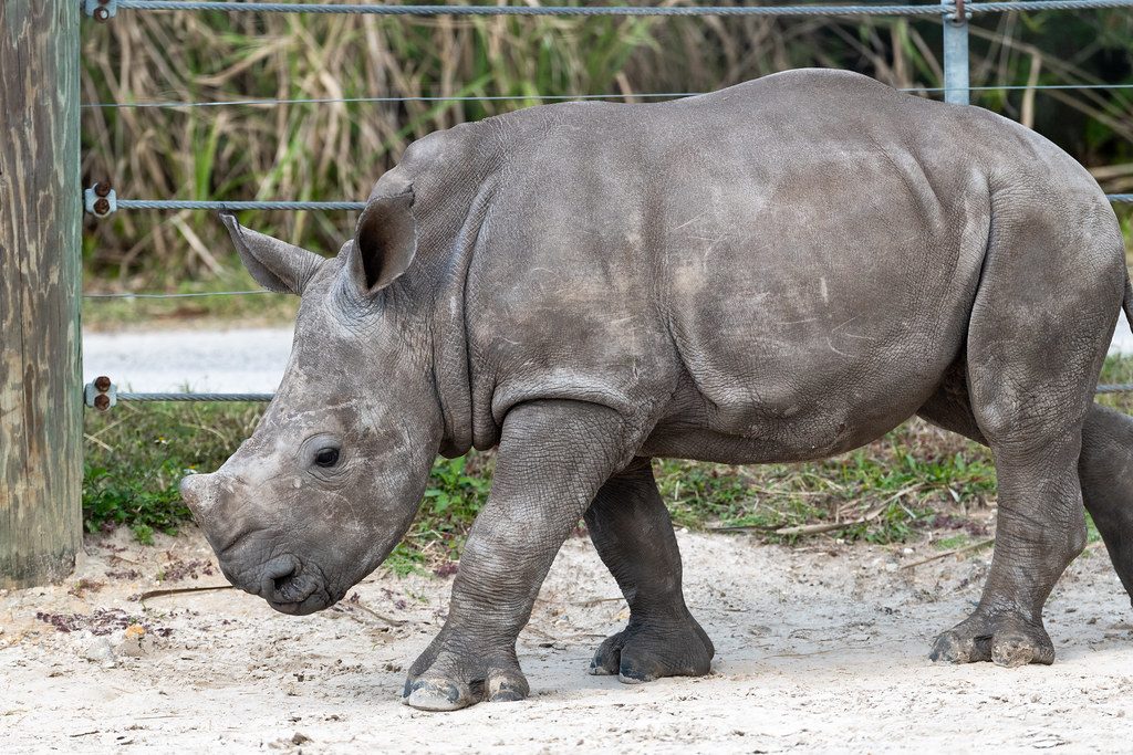 The orphaned baby rhino was too scared to trust anyone until she found ...