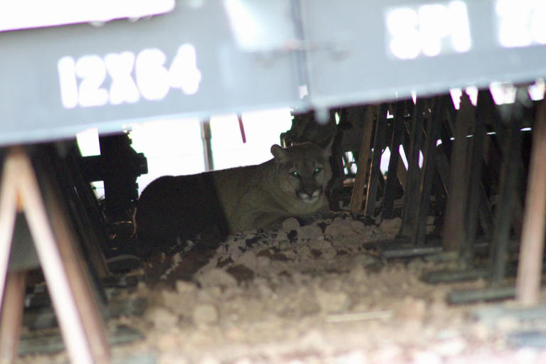NDOW gives safety tips after mountain lion spotted in Storey County