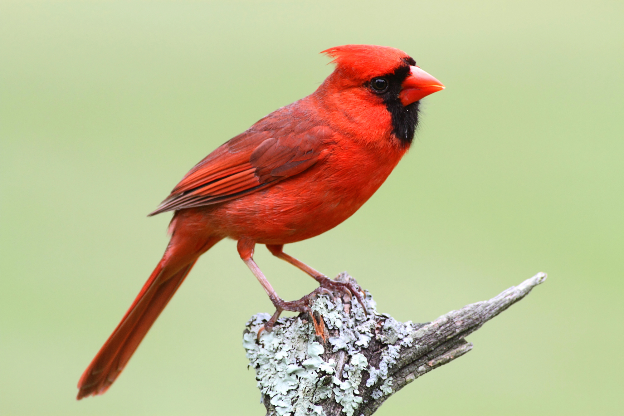 Most common birds found across the United States