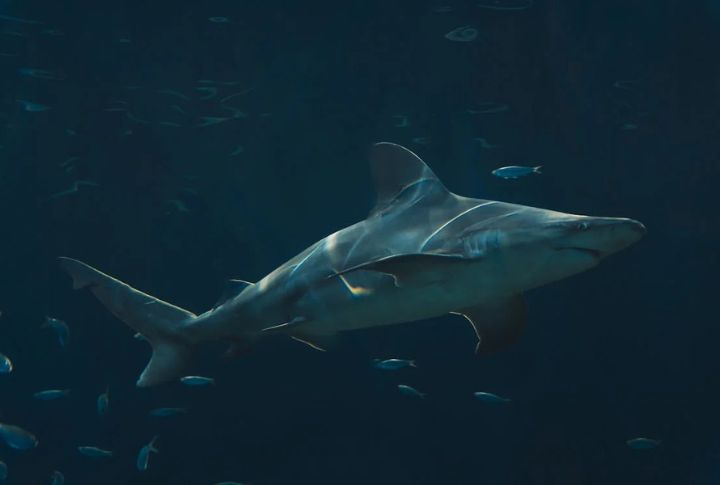 10 Mississippi River creatures you must stay away from