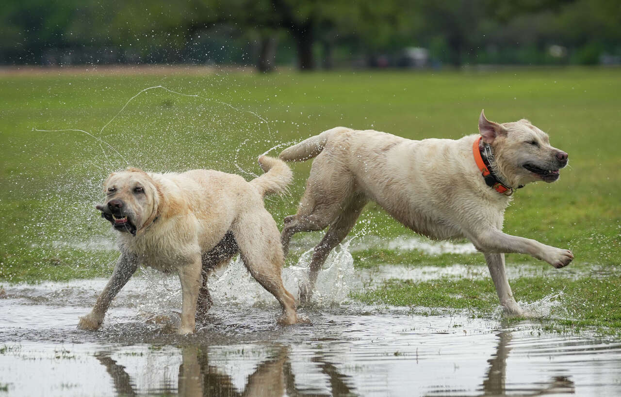 An Austin dog abuse video went viral. The suspect's former employer ...