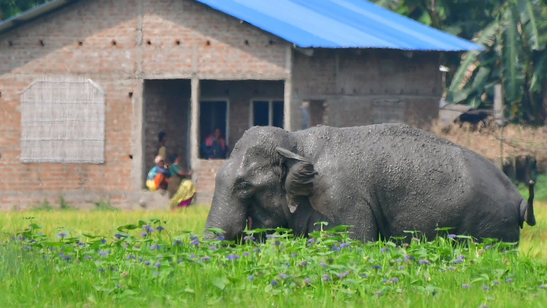 Two fatal elephant attacks in Tamil Nadu raise alarm