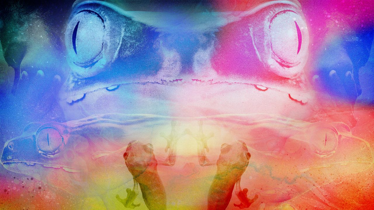 This frog poison is fast becoming a popular detox but it may cause death