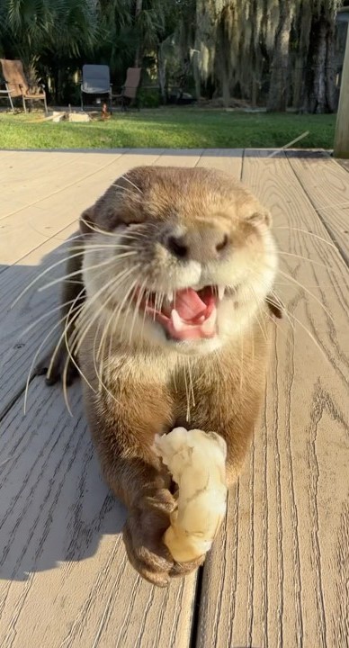 Hungry otter eats shrimp!