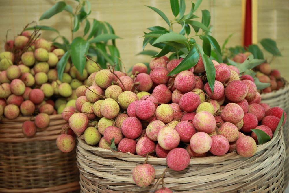 Bac Ninh pushes fast-track customs system for lychee trade with China