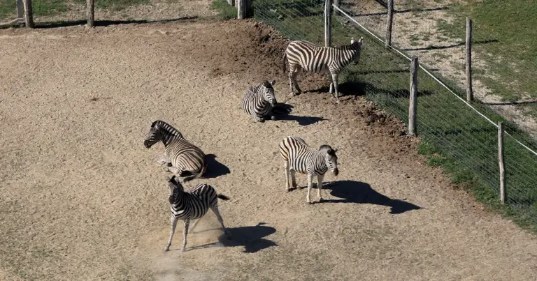 Azért látható mindig kevesebb zebra a hatvanpusztai felvételeken, mert ...