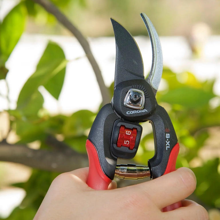 These essential pruning tools make any trimming easier – see our tried ...