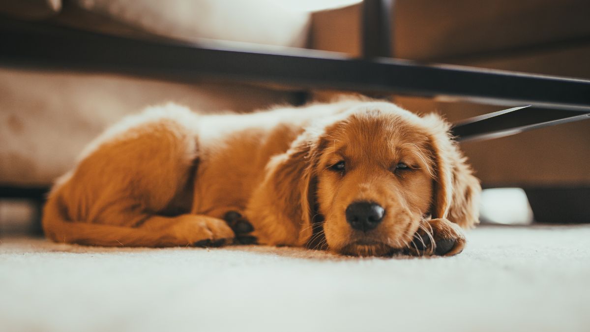 The everyday habits that break your dog’s heart without you ever knowing
