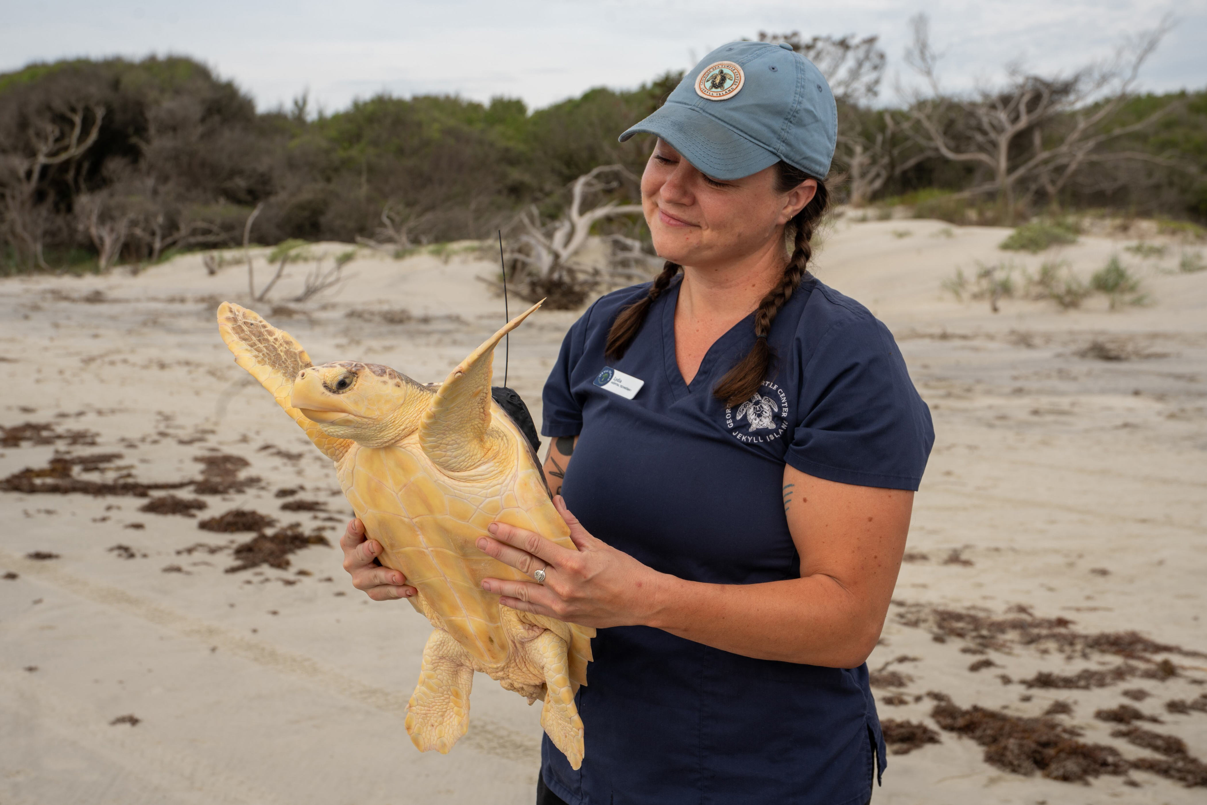 Rare hybrid sea turtle Earl Grey returns to Atlantic after private release