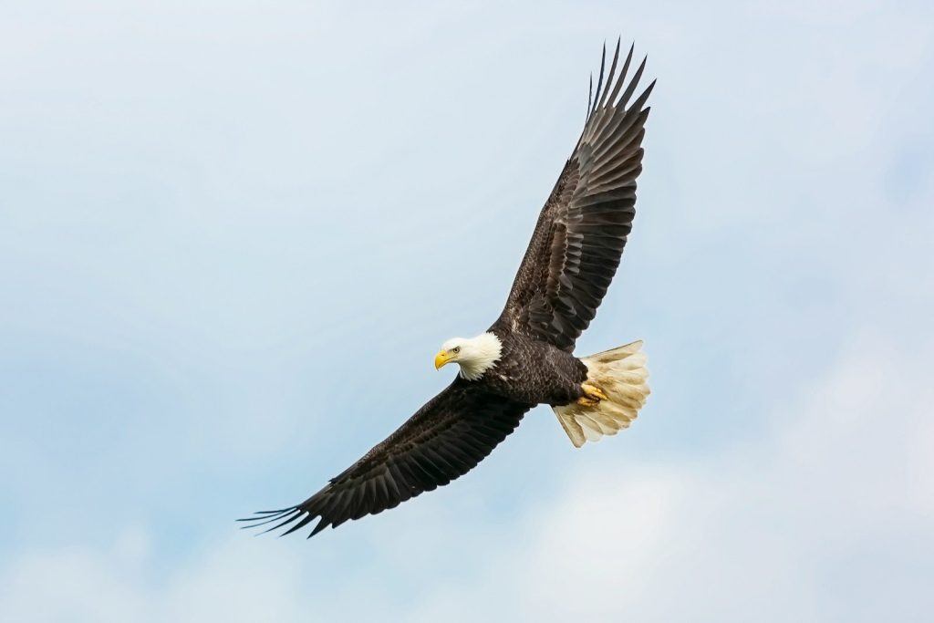 Chicago’s first bald eagle chicks in over a century signal a stunning ...