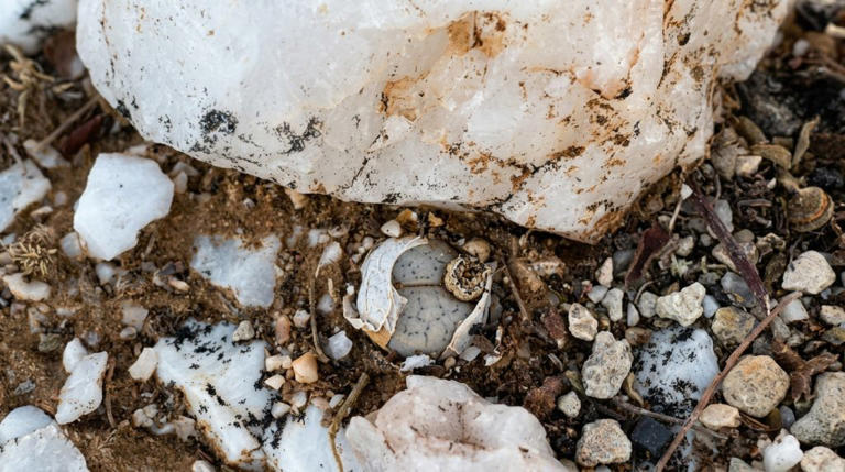 Scientists discovered a zombie fungus that turns spiders into the ...