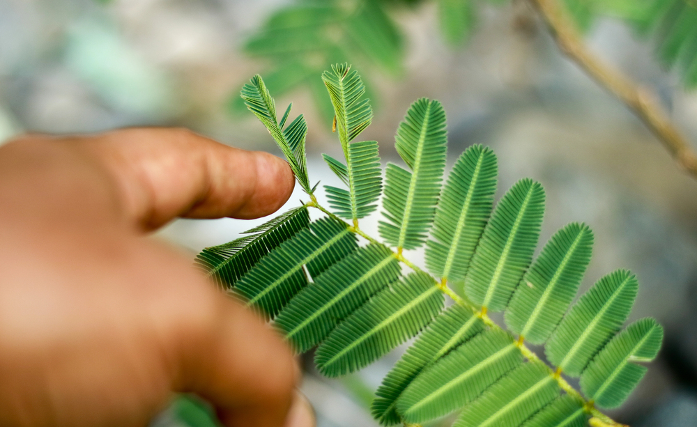 16 bizarre plants that act more like animals