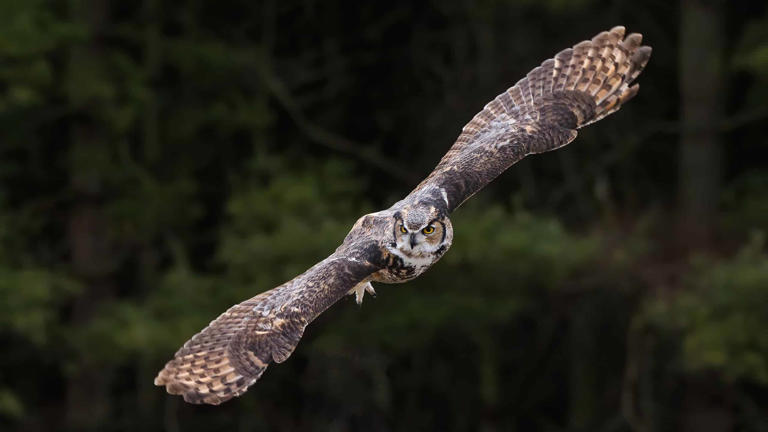 How 6 months of baths and a medieval surgery saved an owl