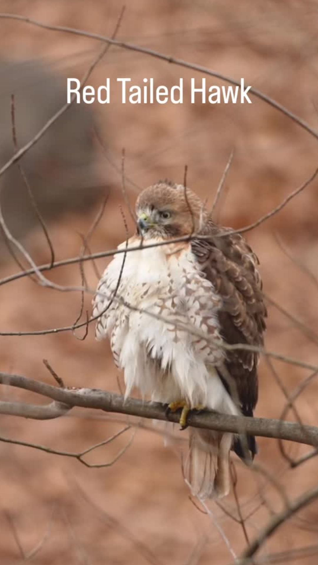 Bird behavior insights: How rousing keeps raptors healthy and safe