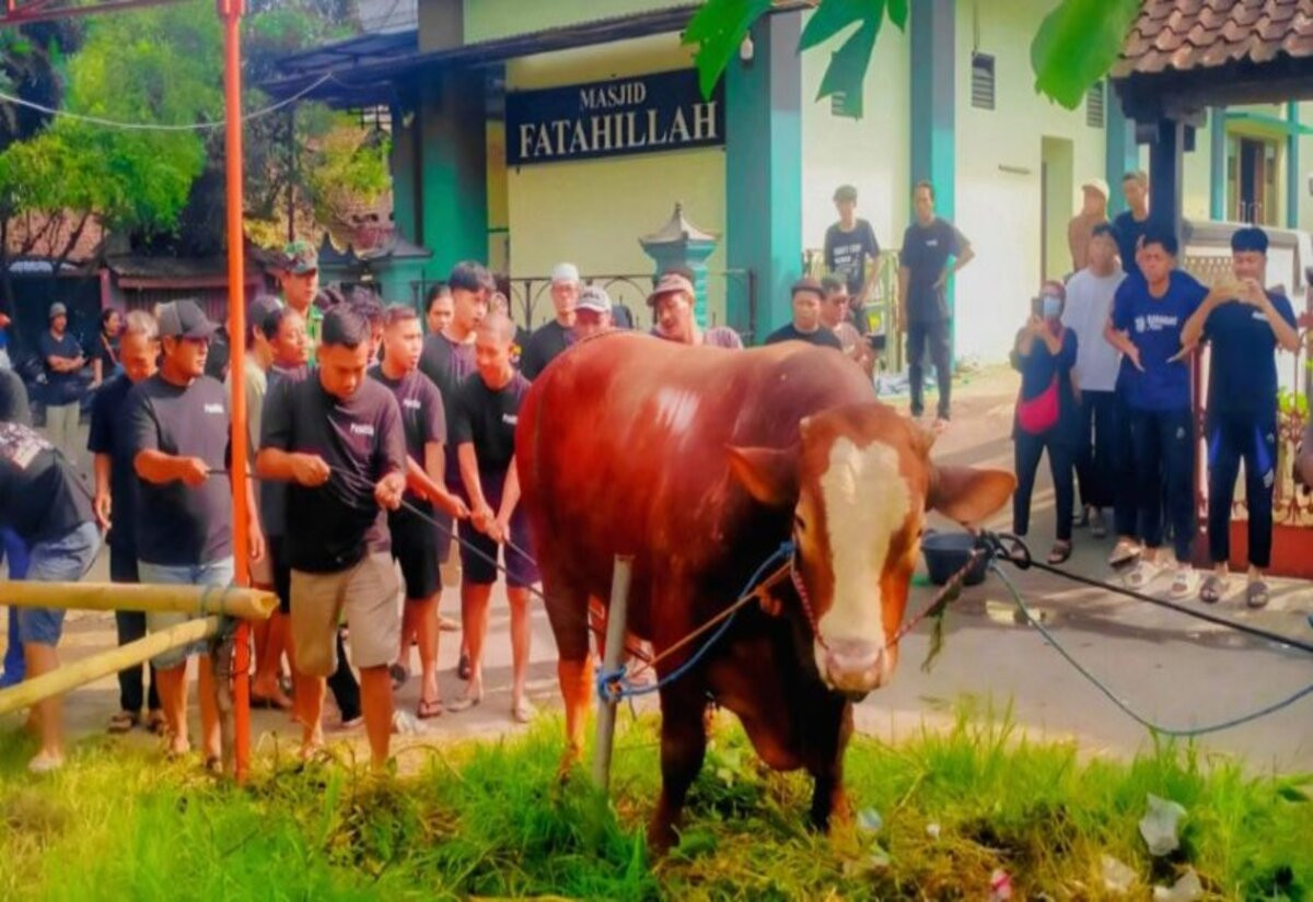 Sapi 1,1 ton bertuliskan nama TIW dikirim ke masjid di kompleks rumah ...