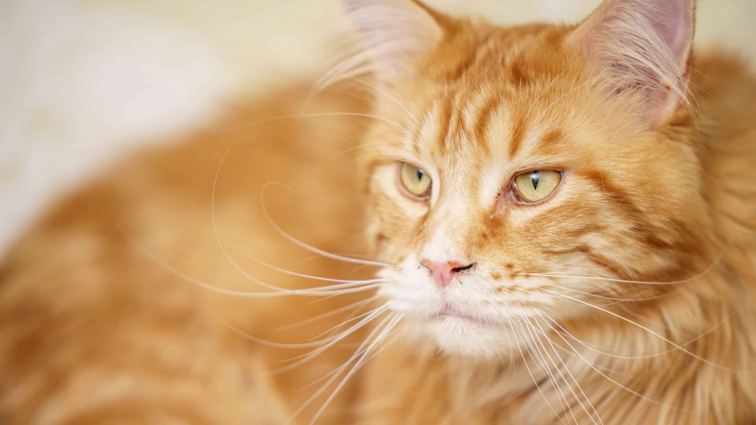 Orange cats aren't what you think: 10 eye-opening facts