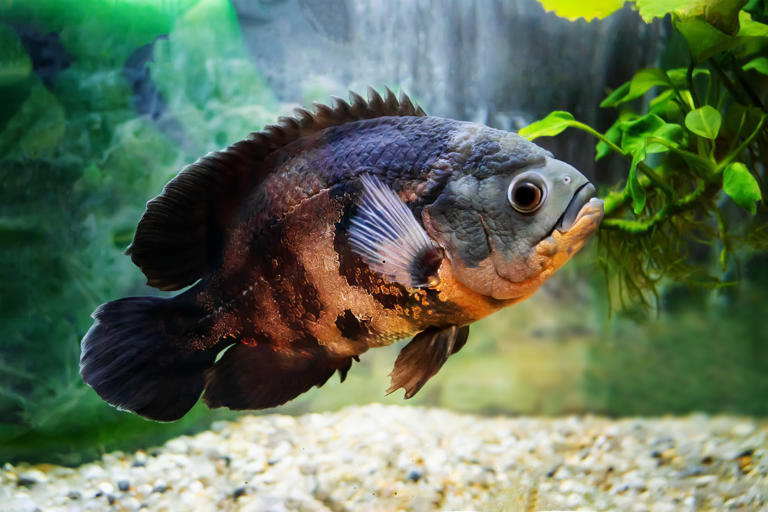 Big tropical fish 2026: Here are 12 of the largest breeds of colourful ...