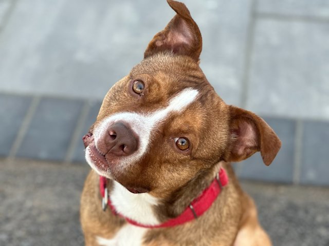Paws & Pals: Meet Sid, a spunky puppy ready for a home