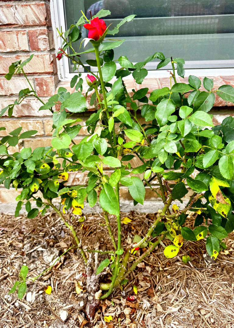 How to fix mulch volcanoes, save St. Augustine lawn and stop black spot ...