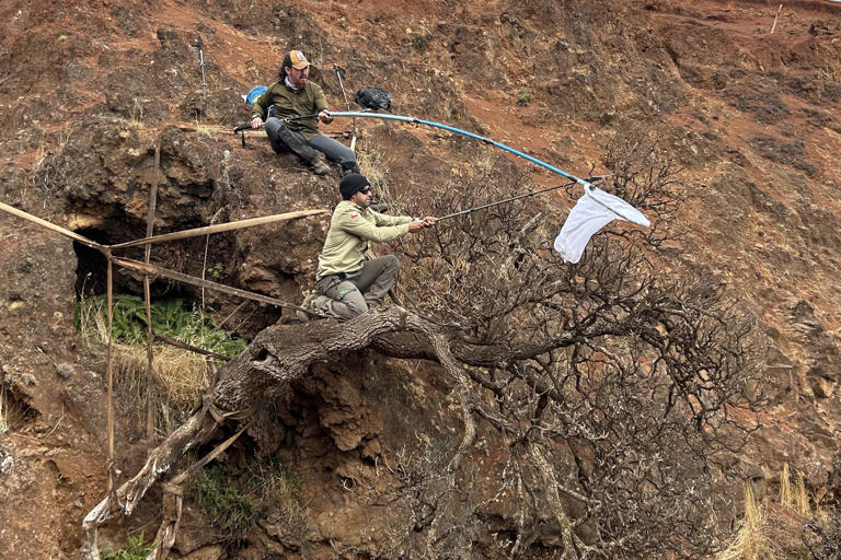 Scientists rush to save one of the world’s rarest trees as it literally ...