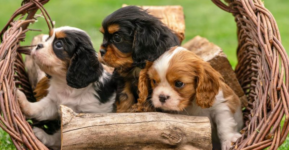 The world's 15 tiniest dog breeds