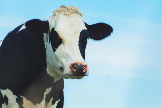 Man 'seriously injured' after being trampled by cow in Oxfordshire