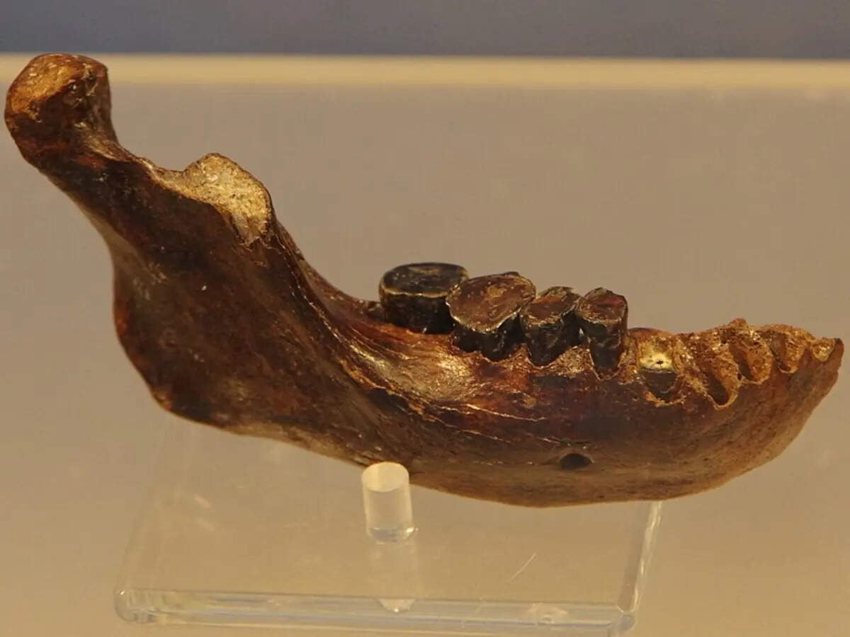 A single jawbone from Taiwan just changed what scientists knew about ...