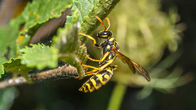 Garten: Wer dieses Pulver anzündet, vertreibt Wespen in Sekunden – laut ...