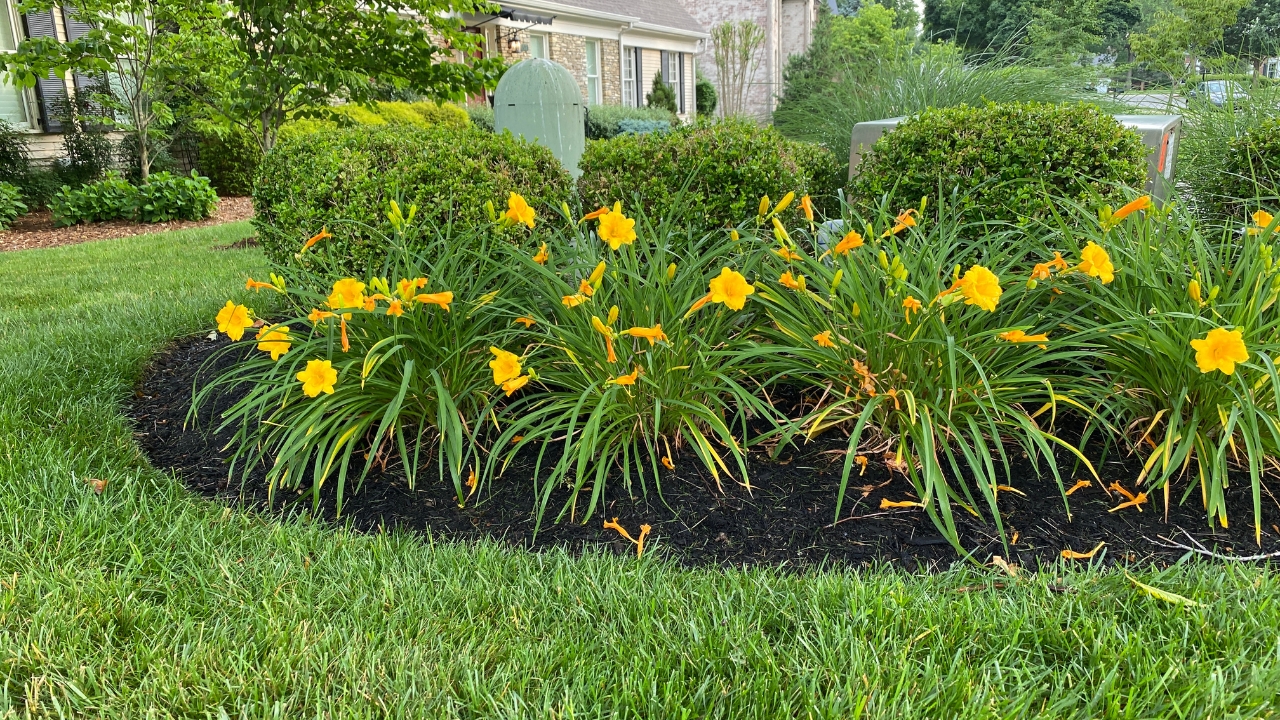 10 fast landscaping fixes that actually look professional