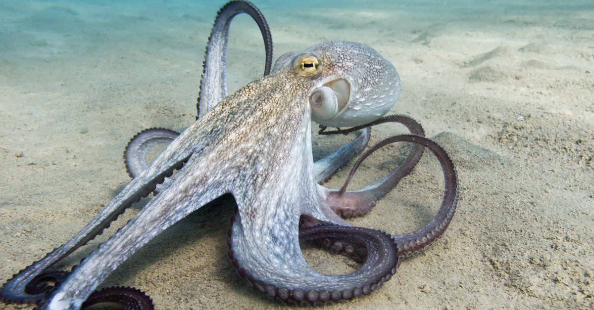 This 33-foot squid was big enough to eat a human