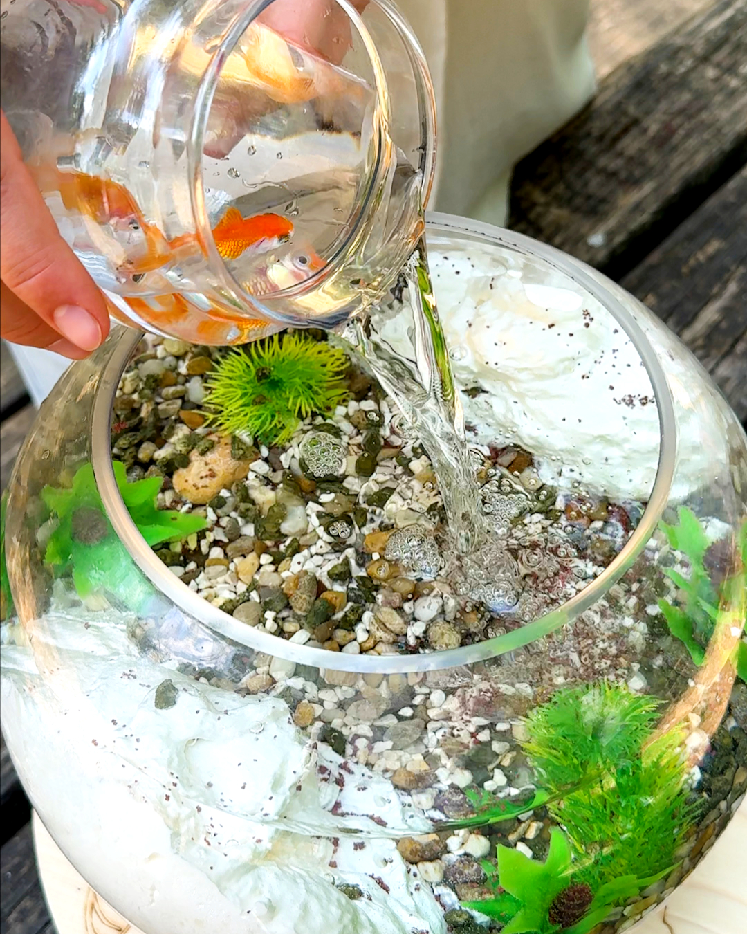 A simple way to set up your fish tank!🐟🫧