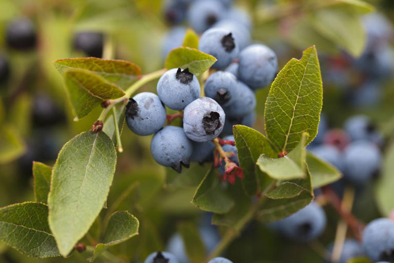 7 shade-friendly fruits and vegetables you can grow in patio pots