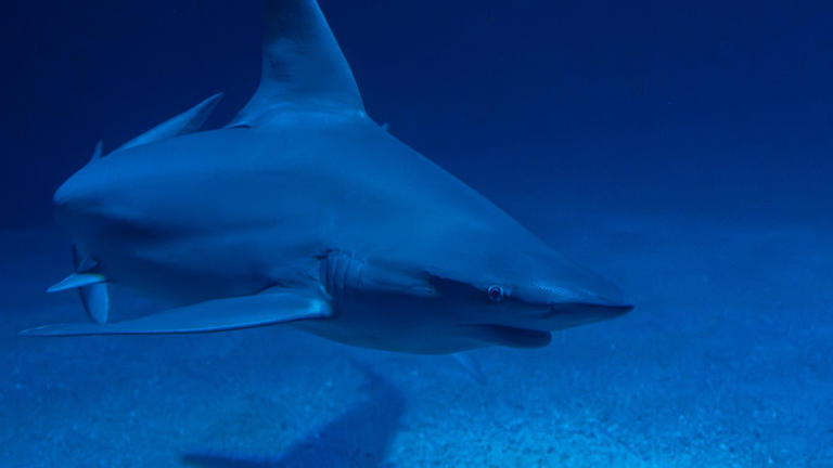 Bull sharks just got caught forming friendships — six years of Fiji ...