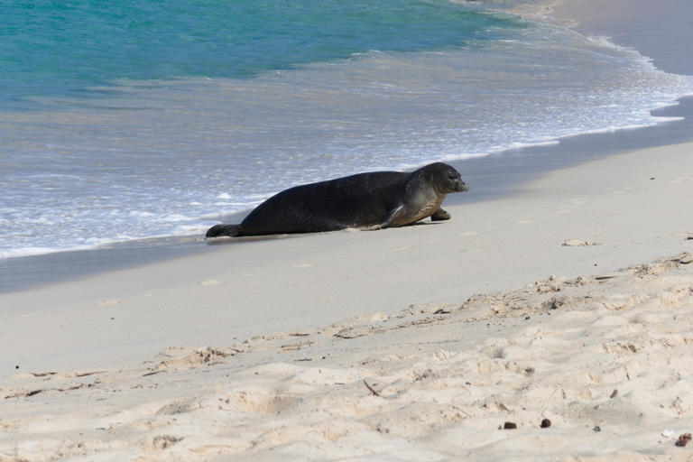 Tourist who threw a rock at an endangered seal has a lawyer and his ...