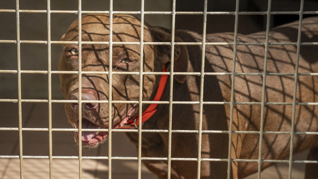 Two rescued dogs show resilience after trauma and neglect