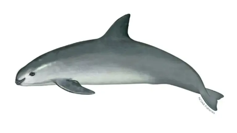 Vaquita marina 2026: menos de 10 ejemplares sobreviven entre esperanza ...