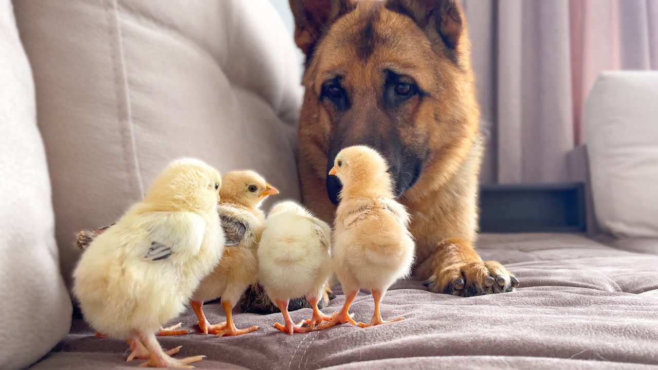 German shepherd meets tiny baby chicks