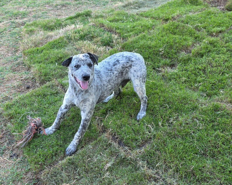 These 10 dogs in Texas are looking for someone to love them