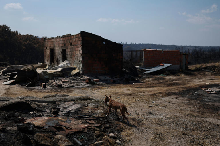 Portugal deploys army to clear storm debris as wildfire season nears