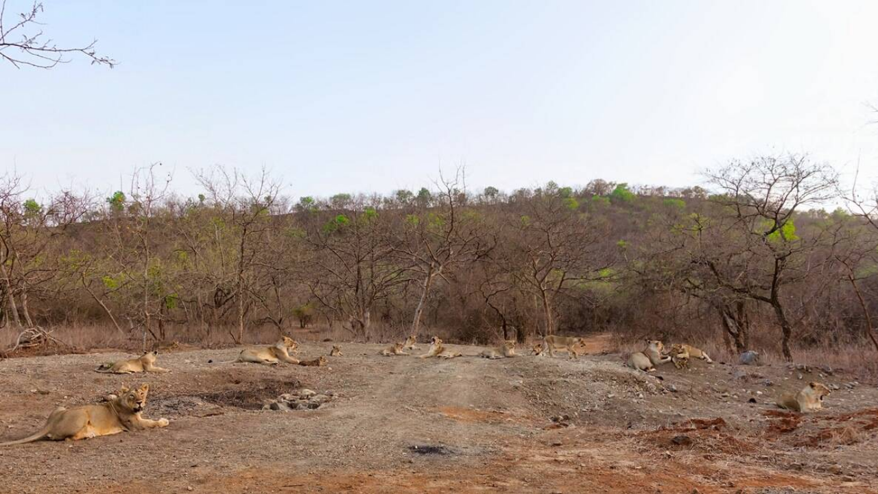 Gujarat's Gir National Park on alert as 9 lions die, 3 more critical ...