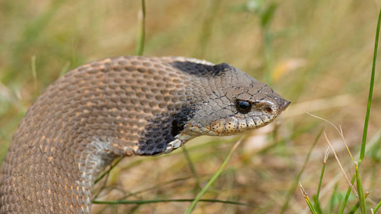 Why the eastern hognose snake is called nature's best actor—it plays ...