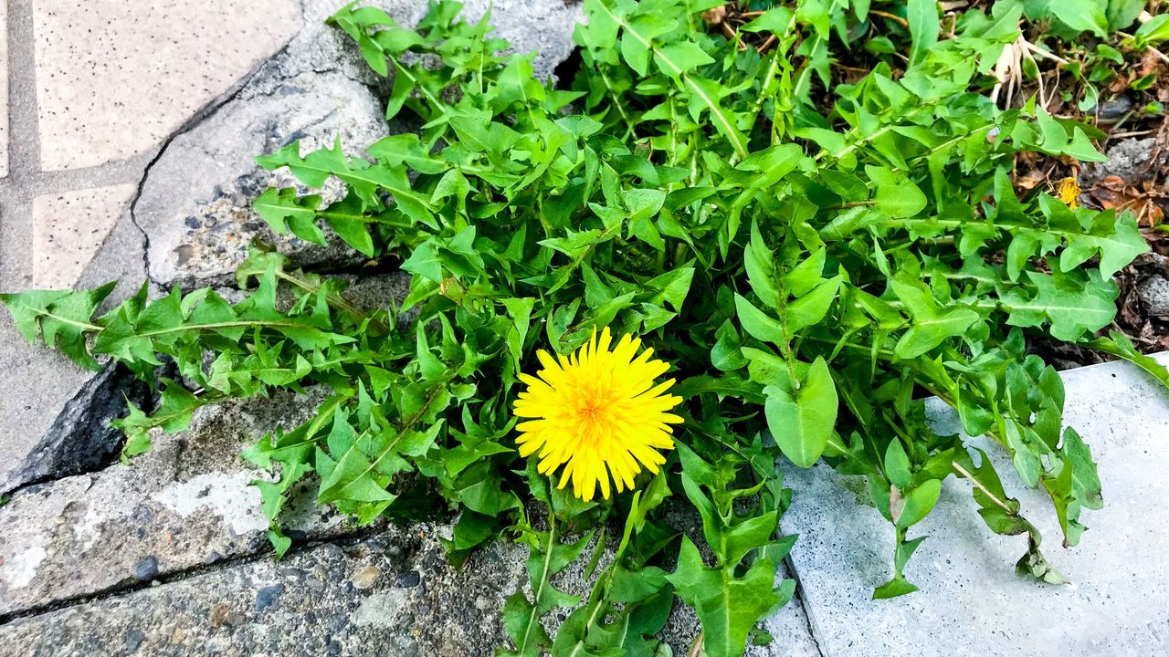 The best weeding tools for every stubborn garden weed – and why one ...