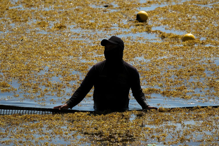Sargassum keeps Miami beaches off Dr. Beach’s 2026 top 10 list